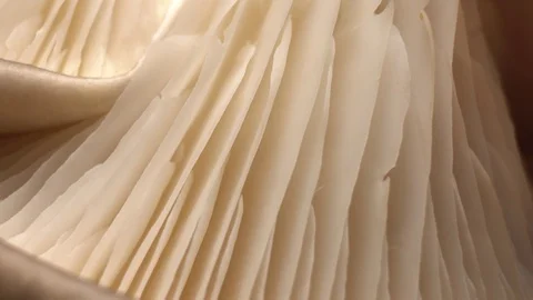 Tight So Stock Videos – Royalty-Free HD & 4K Videos