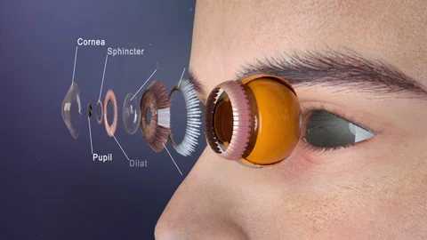 Eye anatomy - inner structure, 3D animat... | Stock Video | Pond5