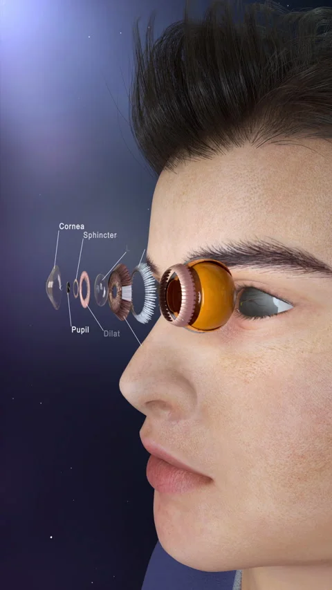 Eye anatomy - inner structure, 3D animat... | Stock Video | Pond5