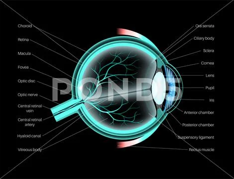 Eye anatomy poster: Vector Graphic Illustration #258862353
