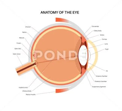 Eye anatomy poster ~ Clip Art ~ Download Now #259517535