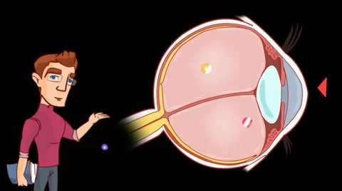 Eye Anatomy - Vector Cartoon - Black Ba... | Stock Video | Pond5