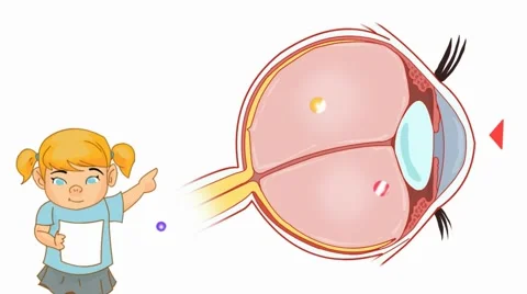 Eye Anatomy - Vector Cartoon - White Ba... | Stock Video | Pond5