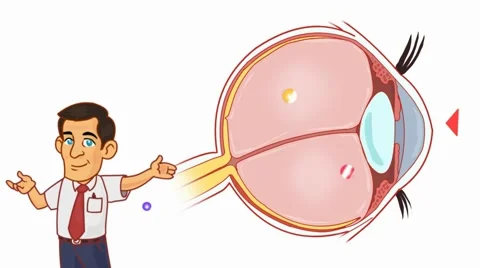 Eye Anatomy - Vector Cartoon - White Ba... | Stock Video | Pond5