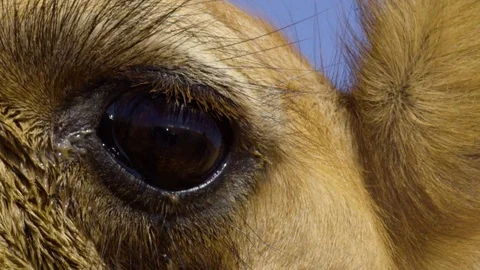 Eye of a Camel Looks Up at the Camera | Stock Video | Pond5