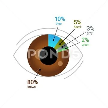 Eye color percentage across the globe. Human eye with pie chart diagram ...