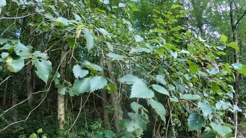 Eye to eye with a scary animatronic dilo... | Stock Video | Pond5