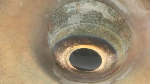 eye of fish | Stock Video | Pond5