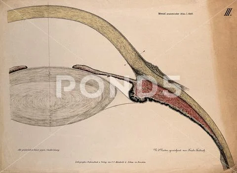 The eye: section of the ciliary body, cornea and lens. Colour ...
