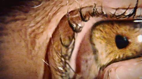 Horror Eye Stock Video Footage | Royalty Free Horror Eye Videos | Page 5