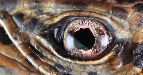 Eye Blink Blinking Stock Videos – Royalty-Free HD & 4K Videos