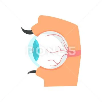 Eyeball, anatomy of human eye cartoon vector Illustration: Royalty Free ...