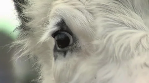 Eyes of a Cow Looking at Camera. Close U... | Stock Video | Pond5