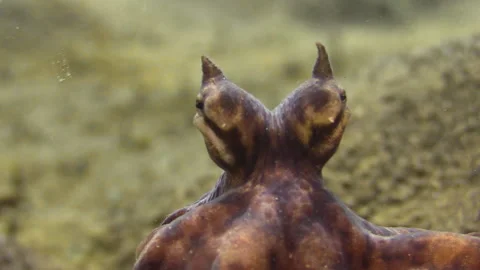 eyes of mimic octopus with horn on top,... | Stock Video | Pond5
