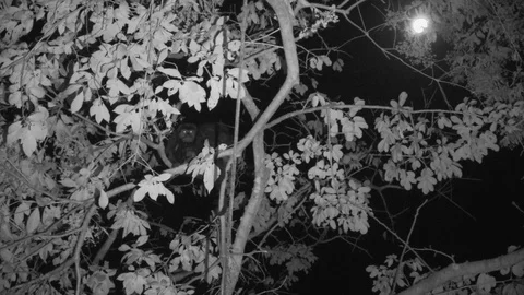 Monkey Moon Video Stock Videos – Royalty-Free HD & 4K Videos | Pond5