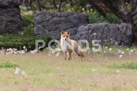 Ezo Red Fox or Vulpes vulpes Hokkaido, Japan ~ Premium Photo #247957984