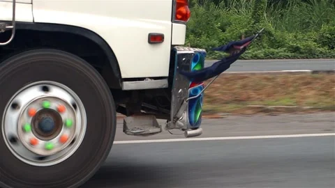 Flag With Elephant Stock Videos – Royalty-Free HD & 4K Videos | Pond5