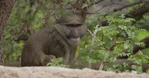 Face of African Swamp Monkey on Ledge Lo... | Stock Video | Pond5
