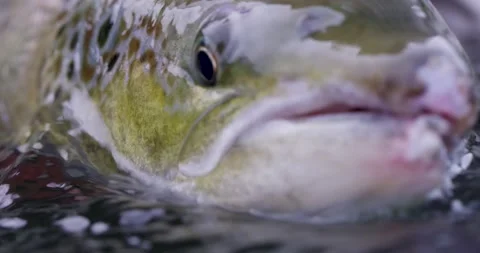 The face of a beautiful Atlantic Salmon ... | Stock Video | Pond5