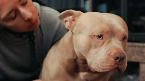 Face close up: Cute American Bully dog i... | Stock Video | Pond5