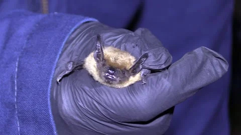 Bat Face\ Stock Videos – Royalty-Free HD & 4K Videos