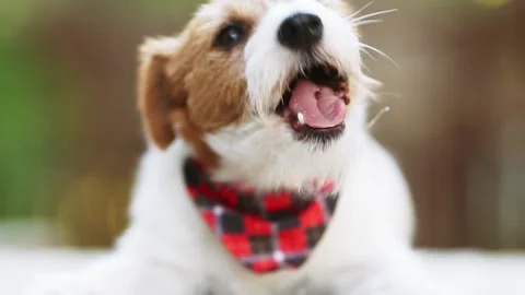 Funny Face Foods Stock Videos – Royalty-Free HD & 4K Videos | Pond5