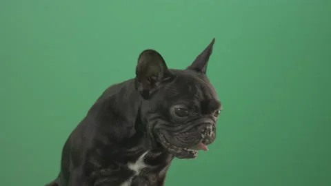 Face portrait of scared french bulldog t... | Stock Video | Pond5