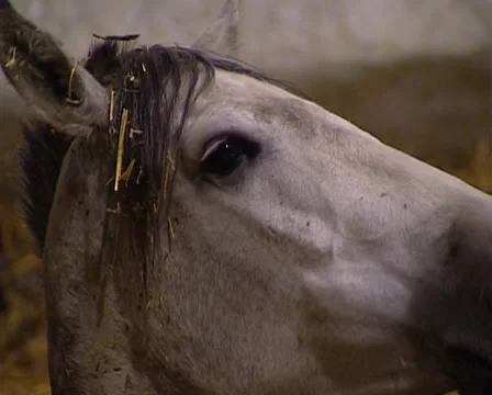 Face of a Pure Spanish Horse mare while ... | Stock Video | Pond5