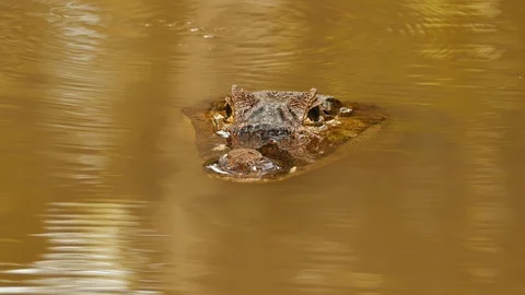 Alligator Face Stock Videos – Royalty-Free HD & 4K Videos