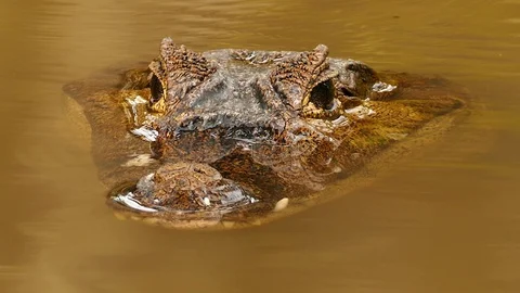 Aligator Front Stock Videos – Royalty-Free HD & 4K Videos