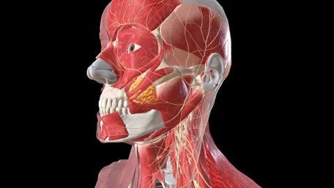 Facial and neck nervous system | Stock Video | Pond5