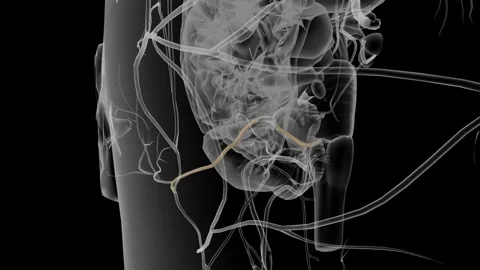 The facial nerve is the 7th cranial nerv... | Stock Video | Pond5