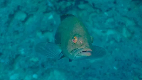 Fish Big Head Stock Videos – Royalty-Free HD & 4K Videos | Page 6