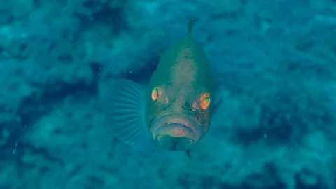 Fish Big Head Stock Videos – Royalty-Free HD & 4K Videos | Page 6