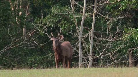 Facing towards the camera and flapping i... | Stock Video | Pond5