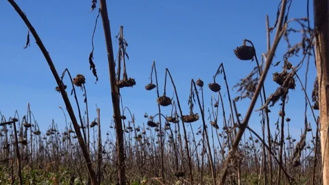 Failure of crops because of climate chan... | Stock Video | Pond5