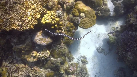 Faint-banded sea snake in smooth reverse... | Stock Video | Pond5