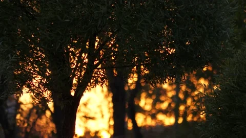 Faint sun light glow seen through dark t... | Stock Video | Pond5