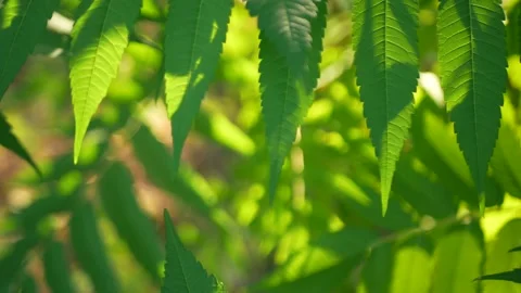 Fairly fast wiring through the greenery ... | Stock Video | Pond5