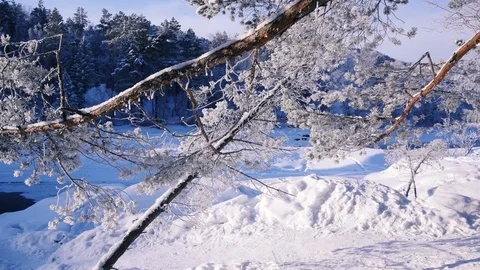 Fairy Forest Walk Stock Videos – Royalty-Free HD & 4K Videos | Page 2