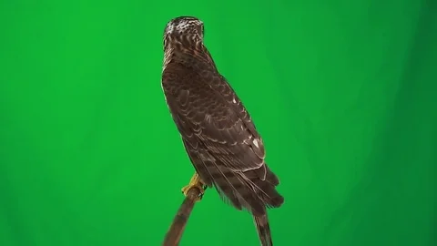 Green Screen Falcon Stock Videos – Royalty-Free HD & 4K Videos