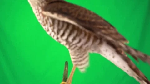 Green Screen Falcon Stock Videos – Royalty-Free HD & 4K Videos