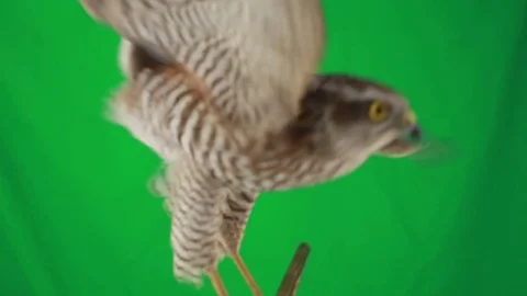 Green Screen Falcon Stock Videos – Royalty-Free HD & 4K Videos