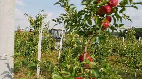 Fall apple harvest. Growing apples. Appl... | Stock Video | Pond5