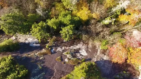 Fall Color Treetops | Stock Video | Pond5