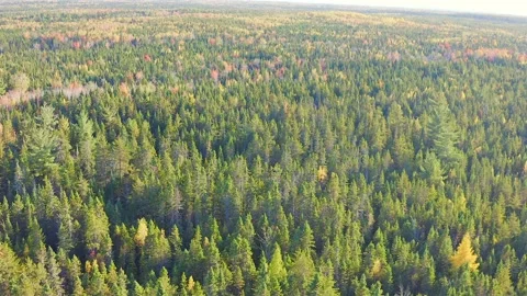Fall Colors in Canada Forest, Aerial Foo... | Stock Video | Pond5