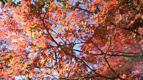 Fall Colors. | Stock Video | Pond5
