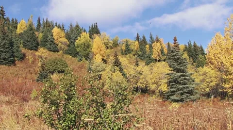 Fall Colors on Hillside - pan right | Stock Video | Pond5