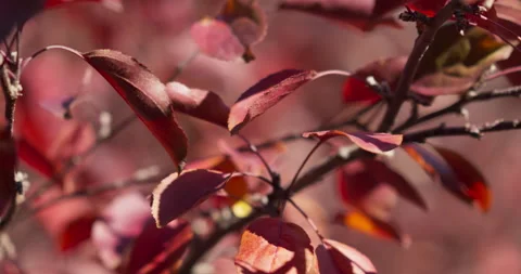 Fall Colors Leaves In Wind Cinematic Blu... | Stock Video | Pond5