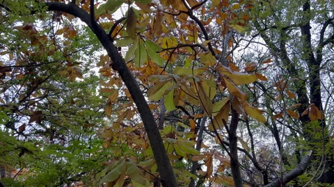 fall colors on trees in the park | Stock Video | Pond5